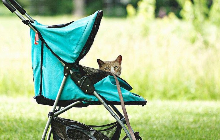 Best Cat Strollers Reviews of 2020 – How We Picked