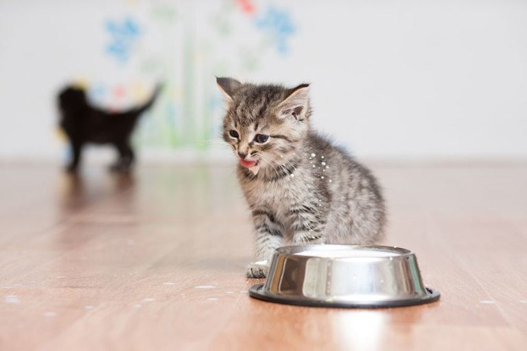 How Long Can Cats Go Without Food? The Truth Behind The Behavior