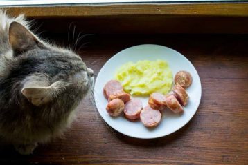 Can Cats Eat Potatoes? Is It Safe For Cats To Eat Potatoes? | Herekitt