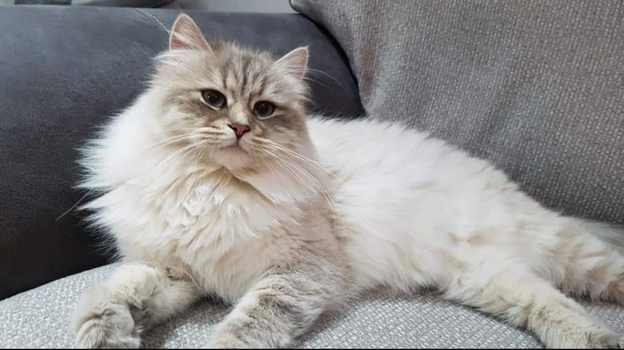 The Neva Masquerade Cat- You will fall in love with them! - HereKitt.com