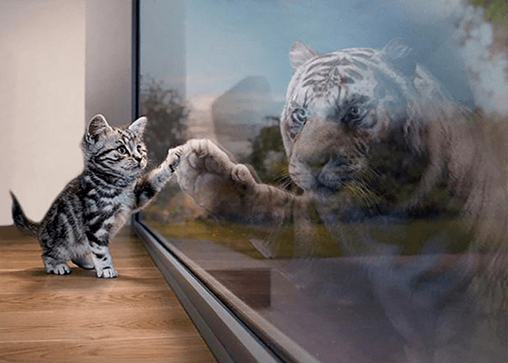 Exploring the world of Tiger cat- know about Tiger cat breed - HereKitt.com