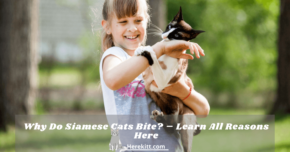 Why Do Siamese Cats Bite? – Learn All Reasons Here - HereKitt.com