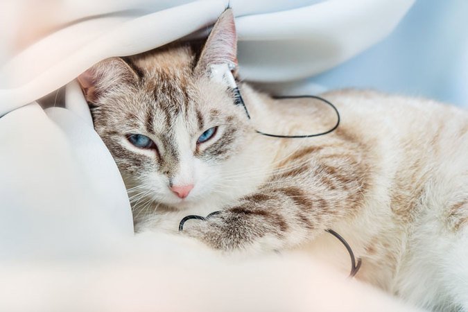 Learn Everything About Lynx Point Siamese Cat Here - HereKitt.com