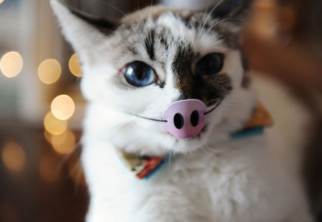 What does a nose boop mean when exchanged between cats and humans ...