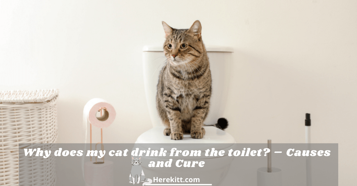 Why Does My Cat Drink From The Toilet ? – Causes And Cure - HereKitt.com